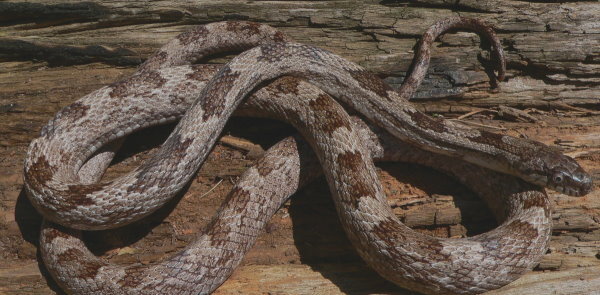 What to Do When See a Snake