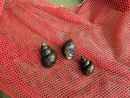 Invasive Mystery Snail Found in Lake Lanier: We Need Your Help!