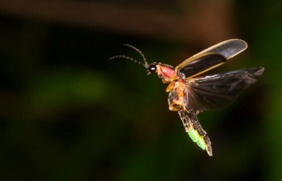 Firefly Resources to Glow Up your Summer with WILD