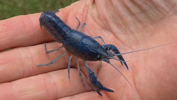 DNR Advisory: Confirm Pet Species Are Legal to Have, Sell