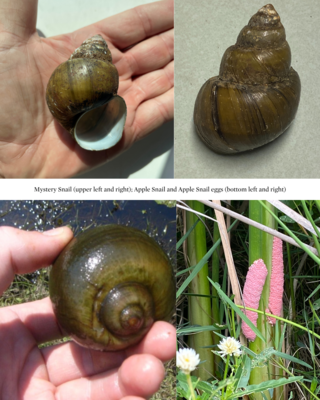 Invasive Snails Can Harm Environment and Possibly Your Health