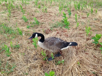 GADNR Wildlife News to Know: (1) New State Record Tie (2) Don't Let ...