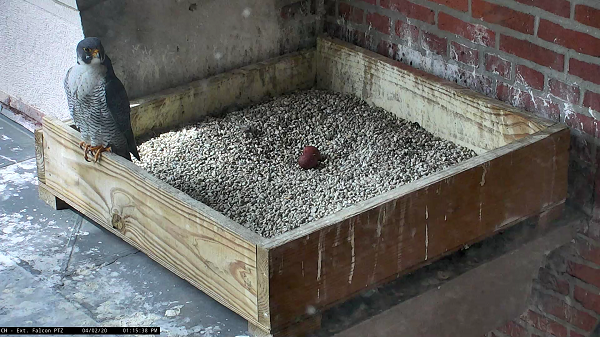Status of Peregrine Falcon in Iowa