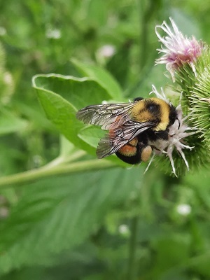 The Chickadee Check-off is Almost 40 Years Old!