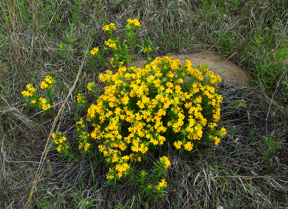 June 1 Iowa Outdoors