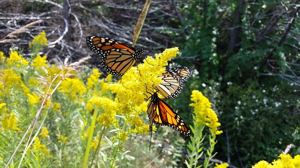 Monarch Conservation Effort Report Highlights Iowan's Commitment
