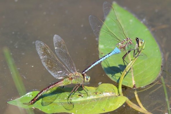 Dragonfly Diversity
