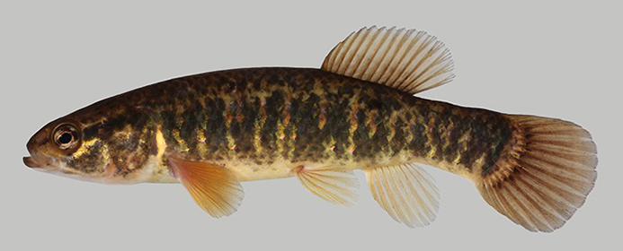 Species Spotlight: Central Mudminnow