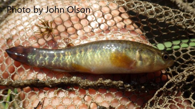 Species Spotlight: Central Mudminnow
