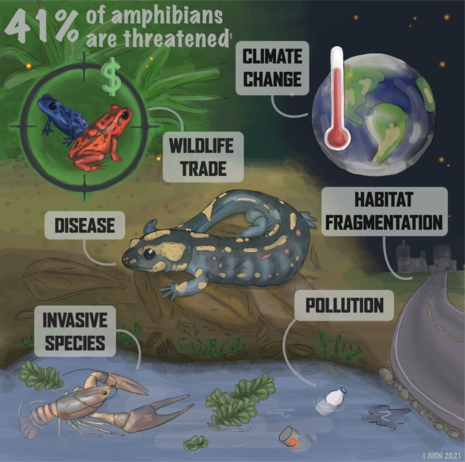 May 7-13 was Amphibian Week!