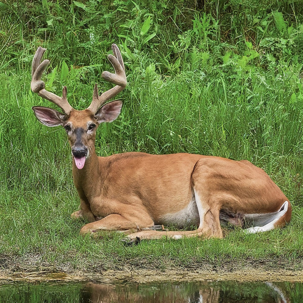 Help the DNR track hemorrhagic disease
