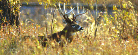 Iowa's busiest deer seasons are almost here