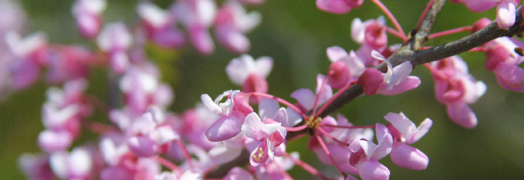 Red Haw State Park campground is open...come visit soon!