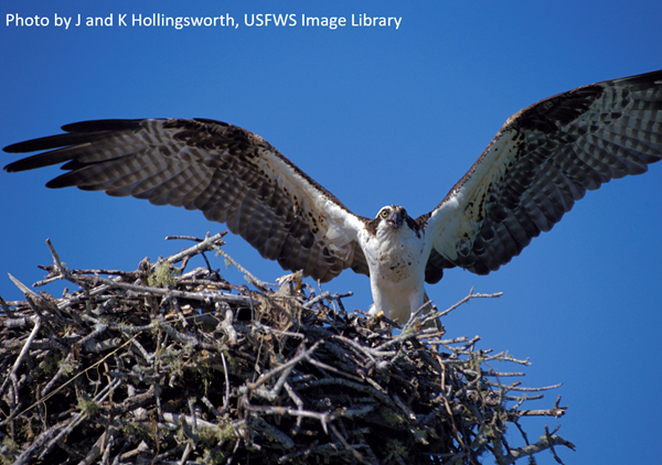 Status of Osprey in Iowa