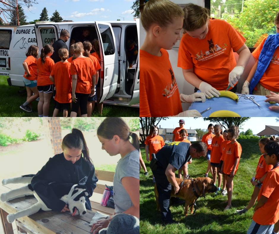 DCAS Wishes You A Safe & Happy Summer