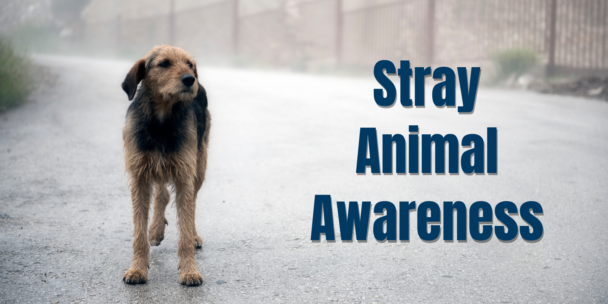 Today is World Stray Animals Day