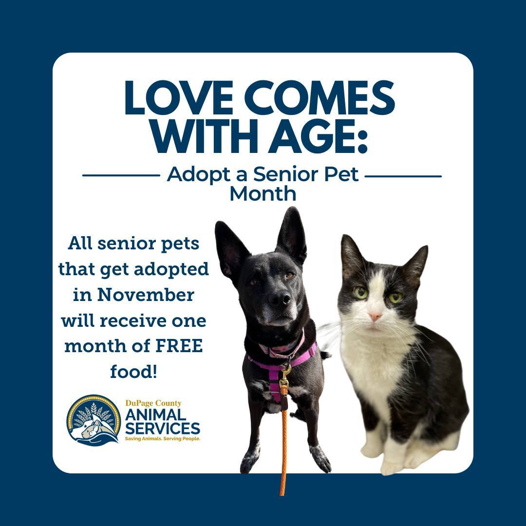 DCAS Celebrates Senior Pet Month - Do You?