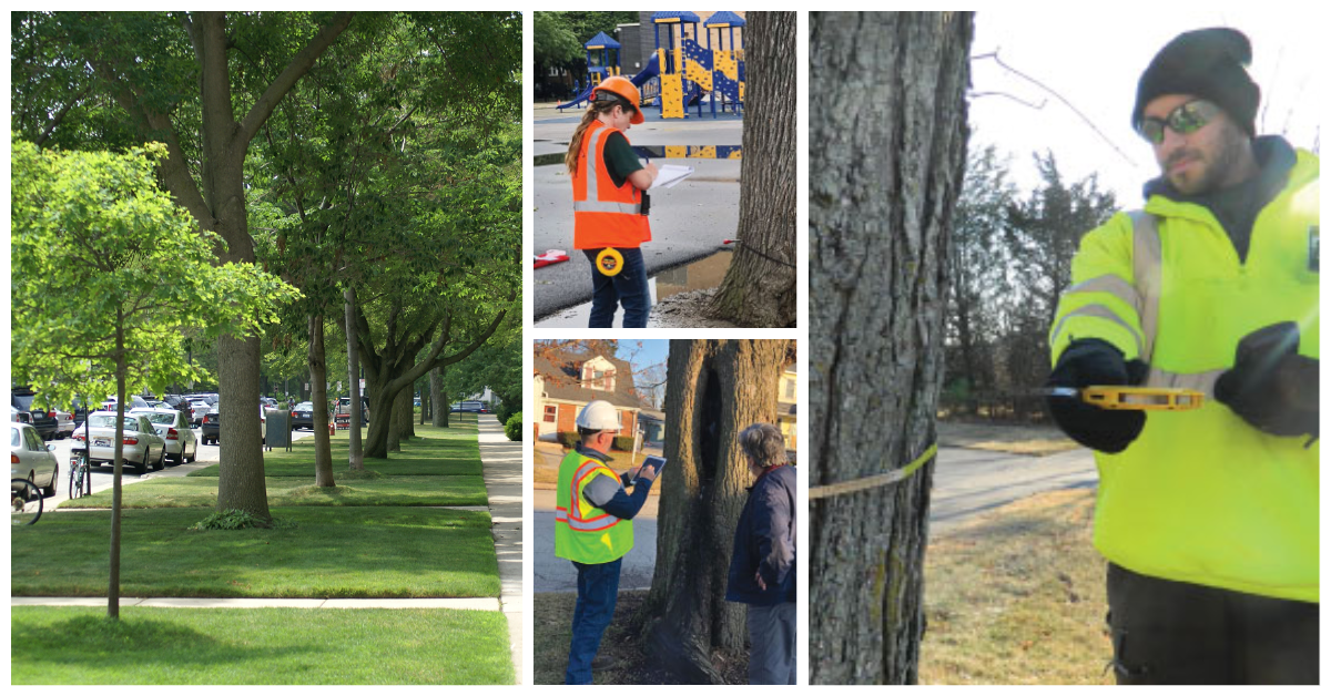 Press Release: City to conduct partial update of parkway tree inventory