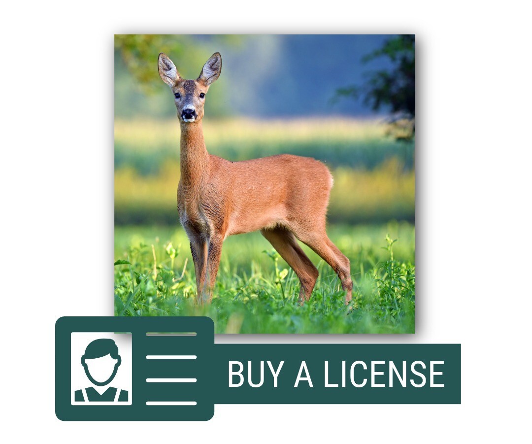 Get Your License & Be Ready For Deer Season!