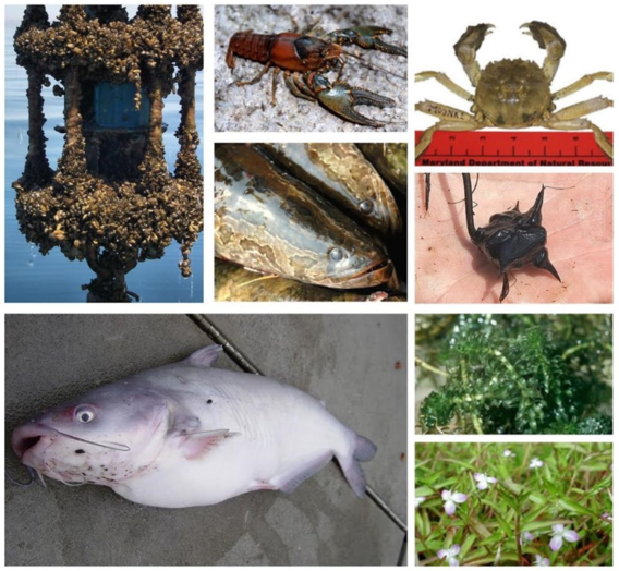 Recognizing National Invasive Species Awareness Week