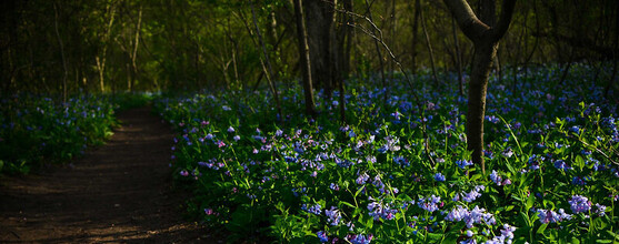 Bohemia River State Park: May 2023