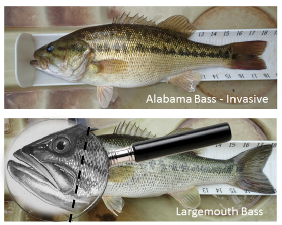 Look Out for Invasive Alabama Bass