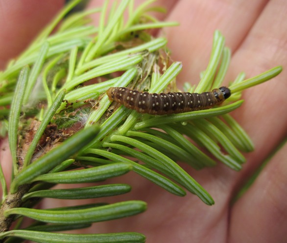 Maine prepares for impending outbreak of spruce budworm