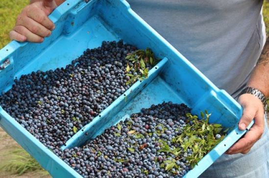 Wild blueberry grower meeting with UMaine Extension Sept. 24