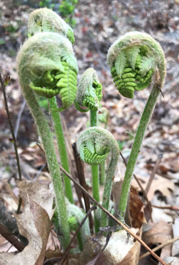 Nature Note 38: A Beautiful Unfurling - Ferns