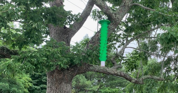 Join the hunt for the emerald ash borer in Maine