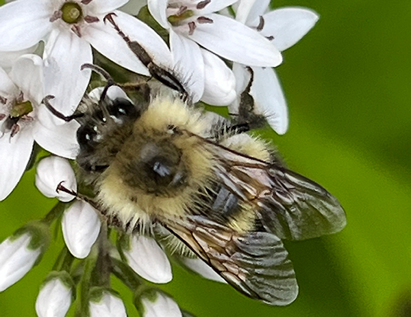 Nature Note 92: Bee Wise - Support Native Bees
