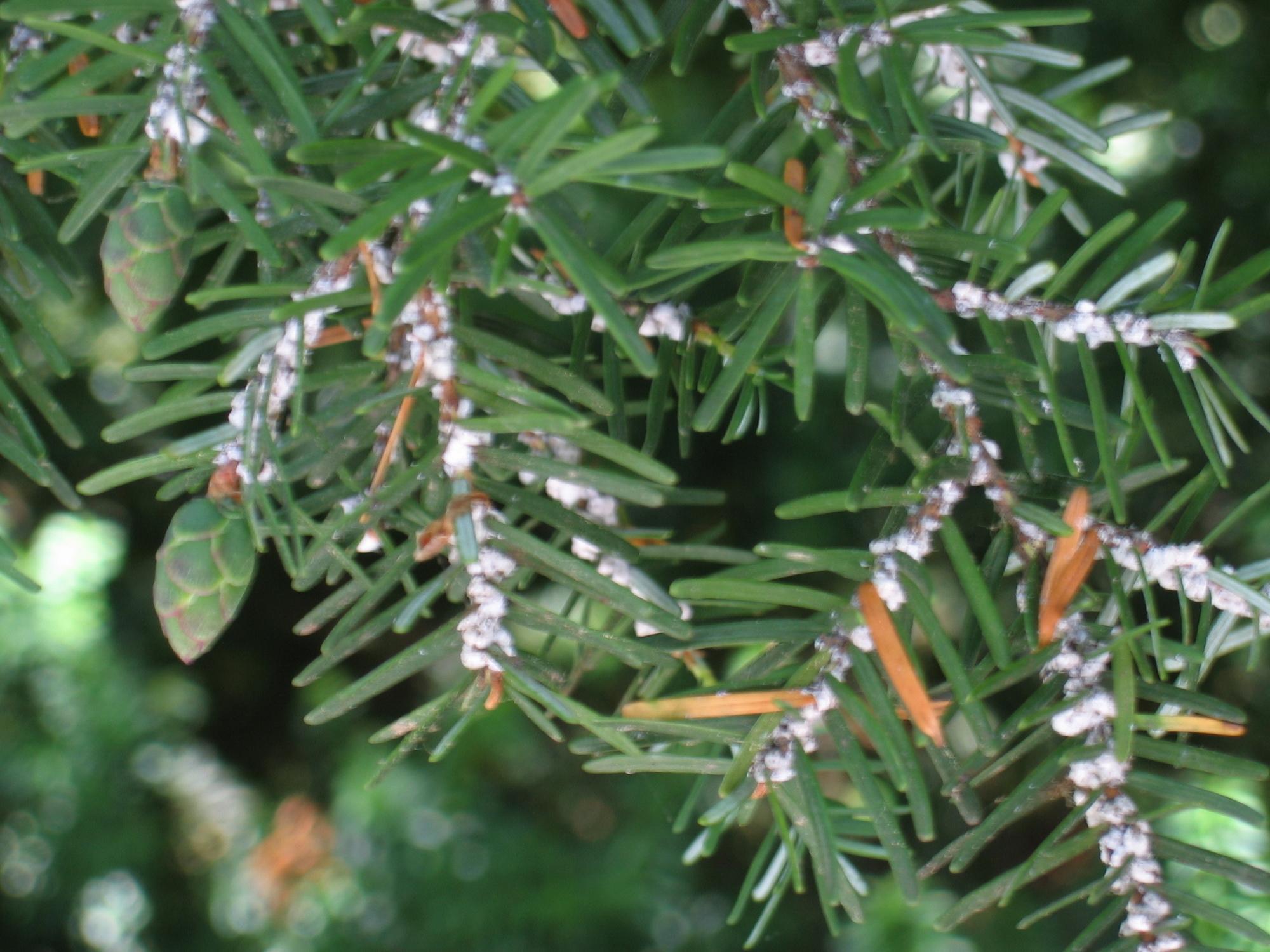 Information gathering meeting upcoming to review Maine's quarantine ...