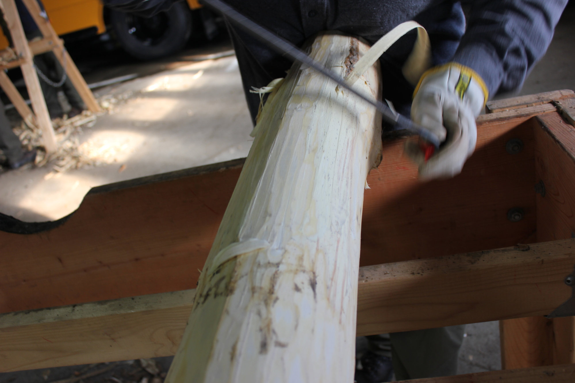 Emerald Ash Borer Girdled Trap Tree Peeling Events