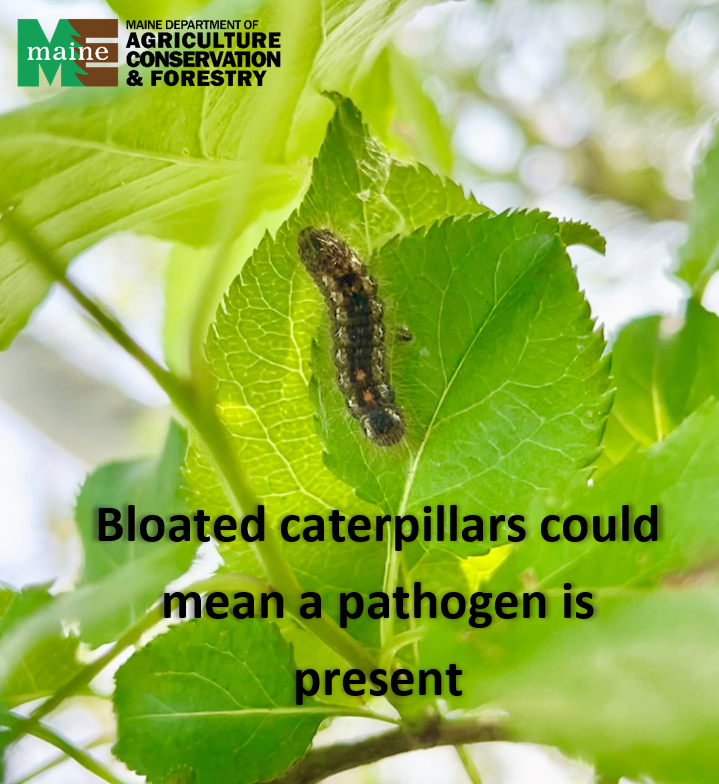 Browntail Moth Update #6: May 26, 2023