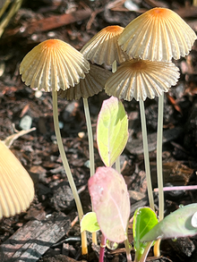 Nature Note 136: Rainy Days and Parasols