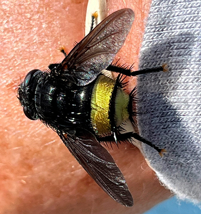 Nature Note 137: A Bee or Not a Bee? - That is the Question