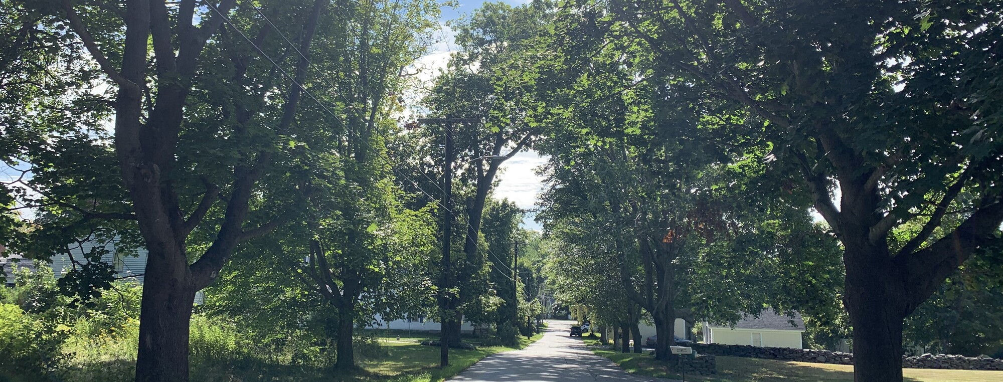 Project Canopy Needs Your Input!