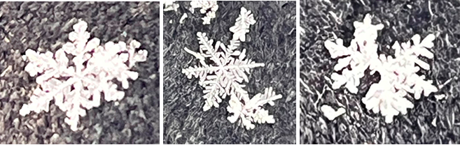 Nature Note 152 - A Stellar Day in Maine!