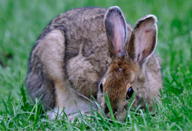 Nature Note 154: Hare We Go! - Snowshoe Hare