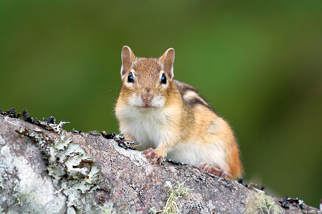 Nature Note 157: Forest Scamps - Chipmunks