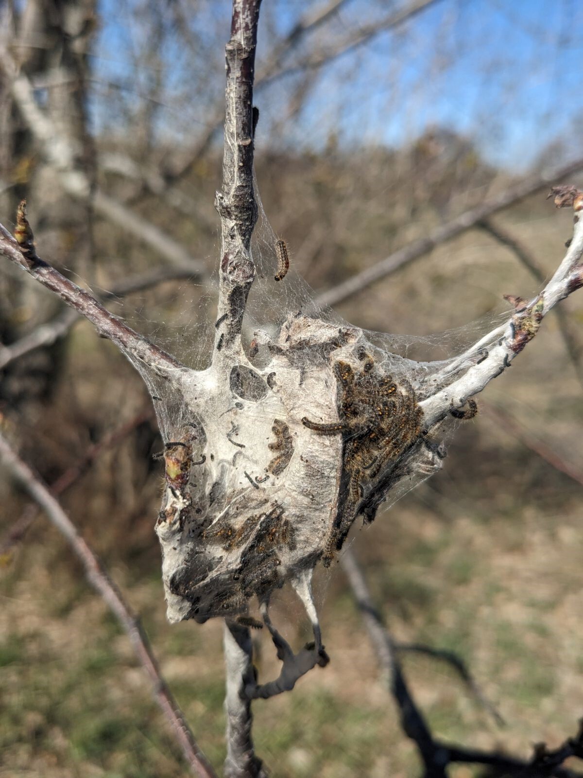 Browntail Moth Update #2: April 26, 2024