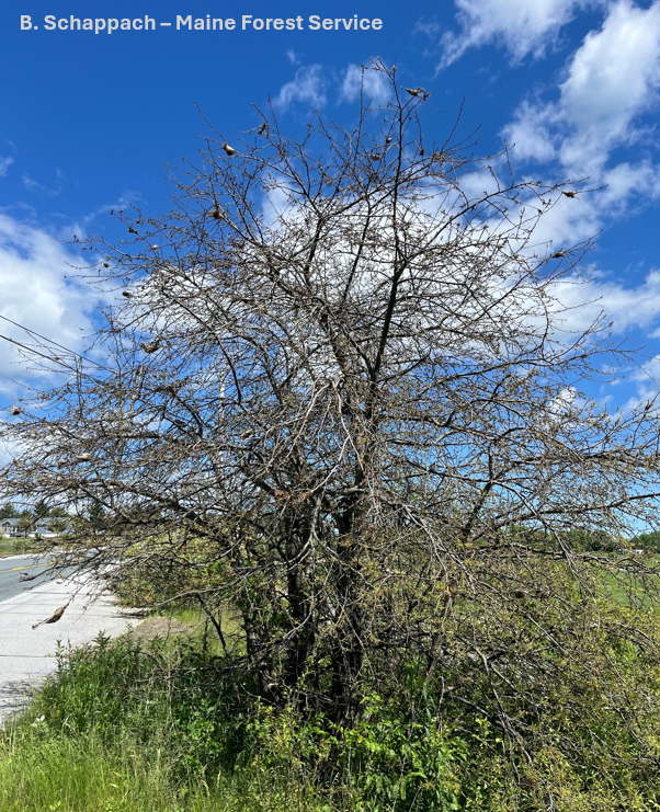 Browntail Moth Update #8: June 7, 2024