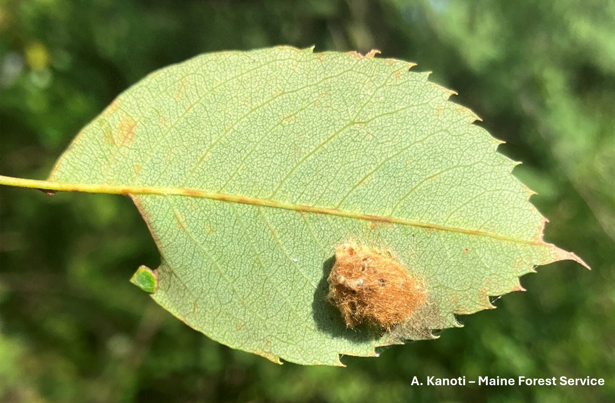 Forest & Shade Tree – Insect & Disease Conditions for Maine