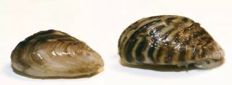 Emerging threat: Invasive zebra mussels