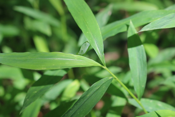 Have you seen this grass? Maine biologists need your help.