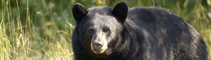 Join us at the 2021 Michigan Bear Forum Friday, Dec. 17