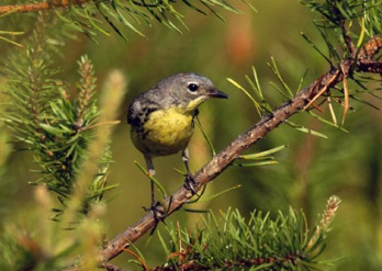 Help conserve Kirtland's warbler habitat by planting trees May 3