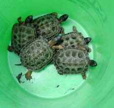 Showcasing the DNR: Michigan State University researcher gives rare ...