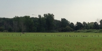 Maple River State Game Area improving habitat, hunting opportunities