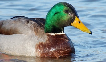 Featured Managed Waterfowl Hunt Area: Pointe Mouillee